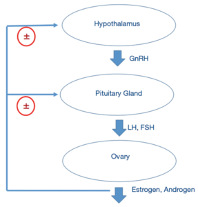 Menstrual Cycle: Normal and Abnormal Bleeding - County Obstetrics ...